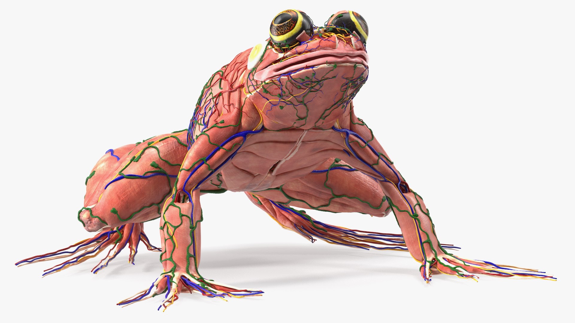Frog Dissection Muscles