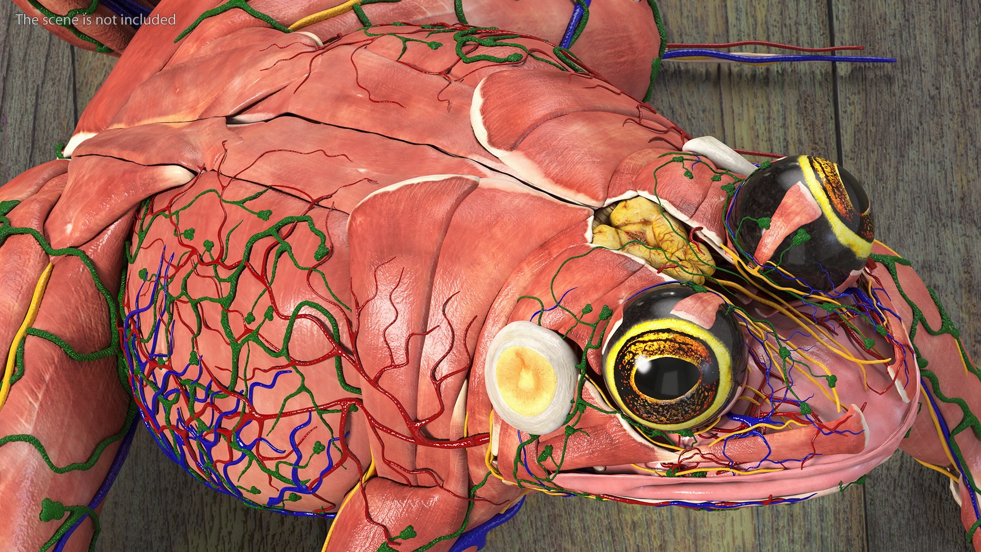 Frog Muscular System 3D model - TurboSquid 1836722