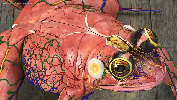 modelo 3d Sistema muscular de rana - TurboSquid 1836722