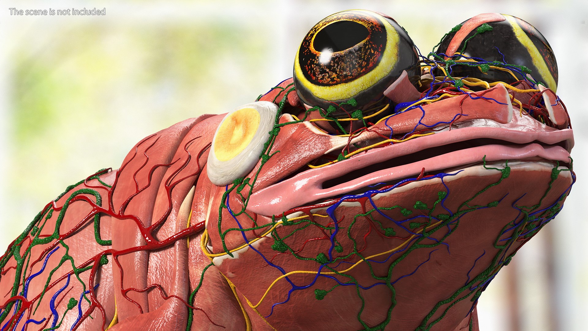 Frog Muscular System 3D model - TurboSquid 1836722