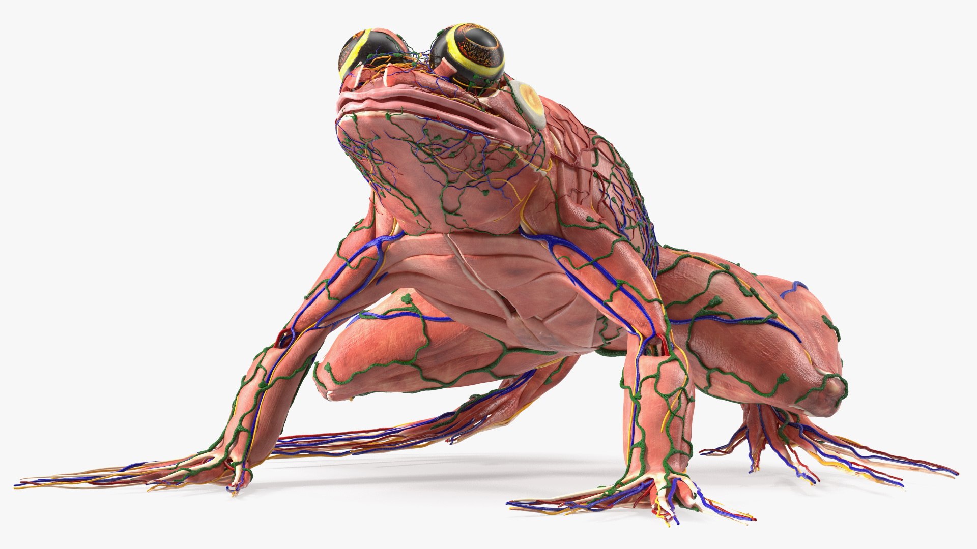 Frog Muscular System 3D model - TurboSquid 1836722