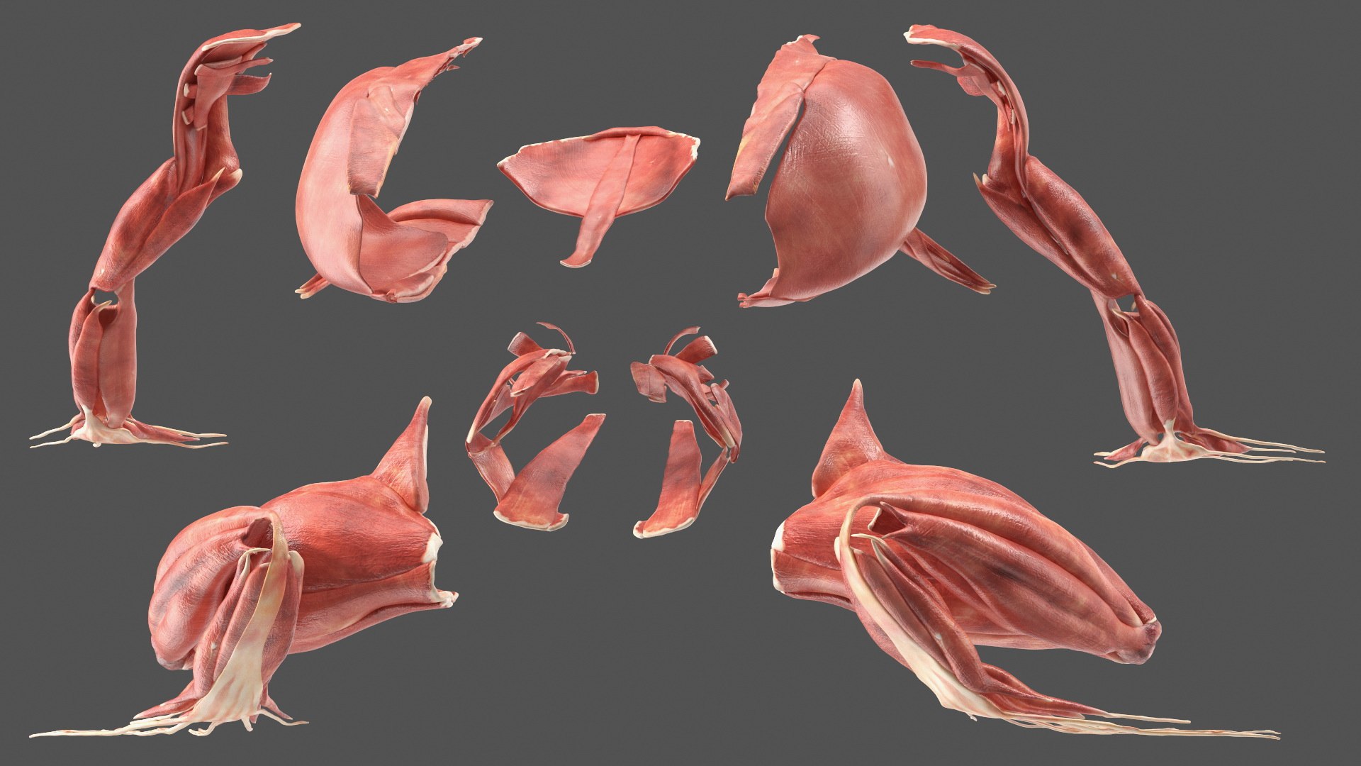 Frog Muscular System 3D model - TurboSquid 1836722