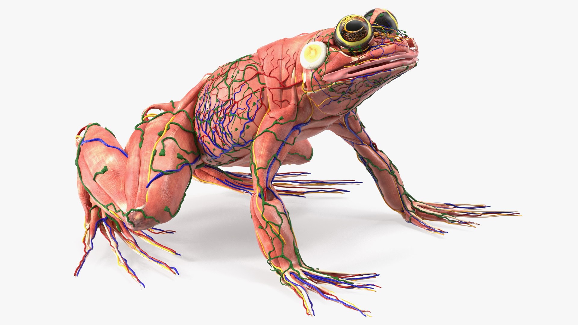 muscular frog