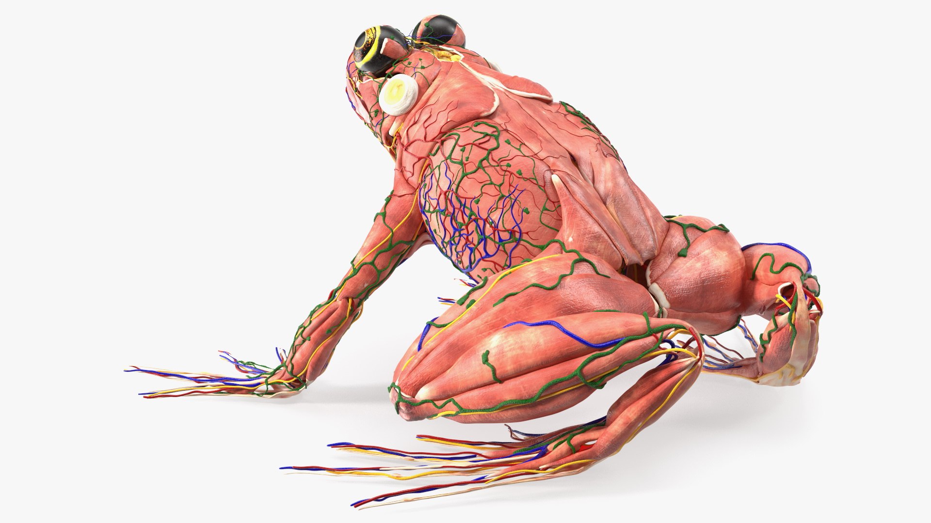 Frog Muscular System 3D Model - TurboSquid 1836722