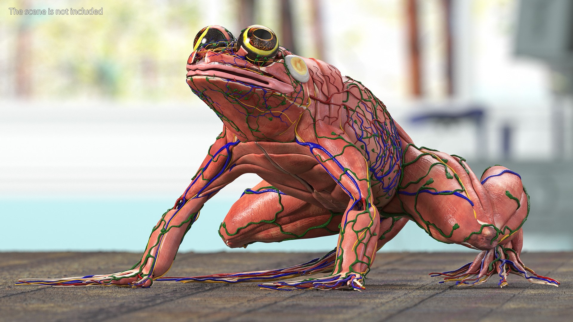 frog muscular system