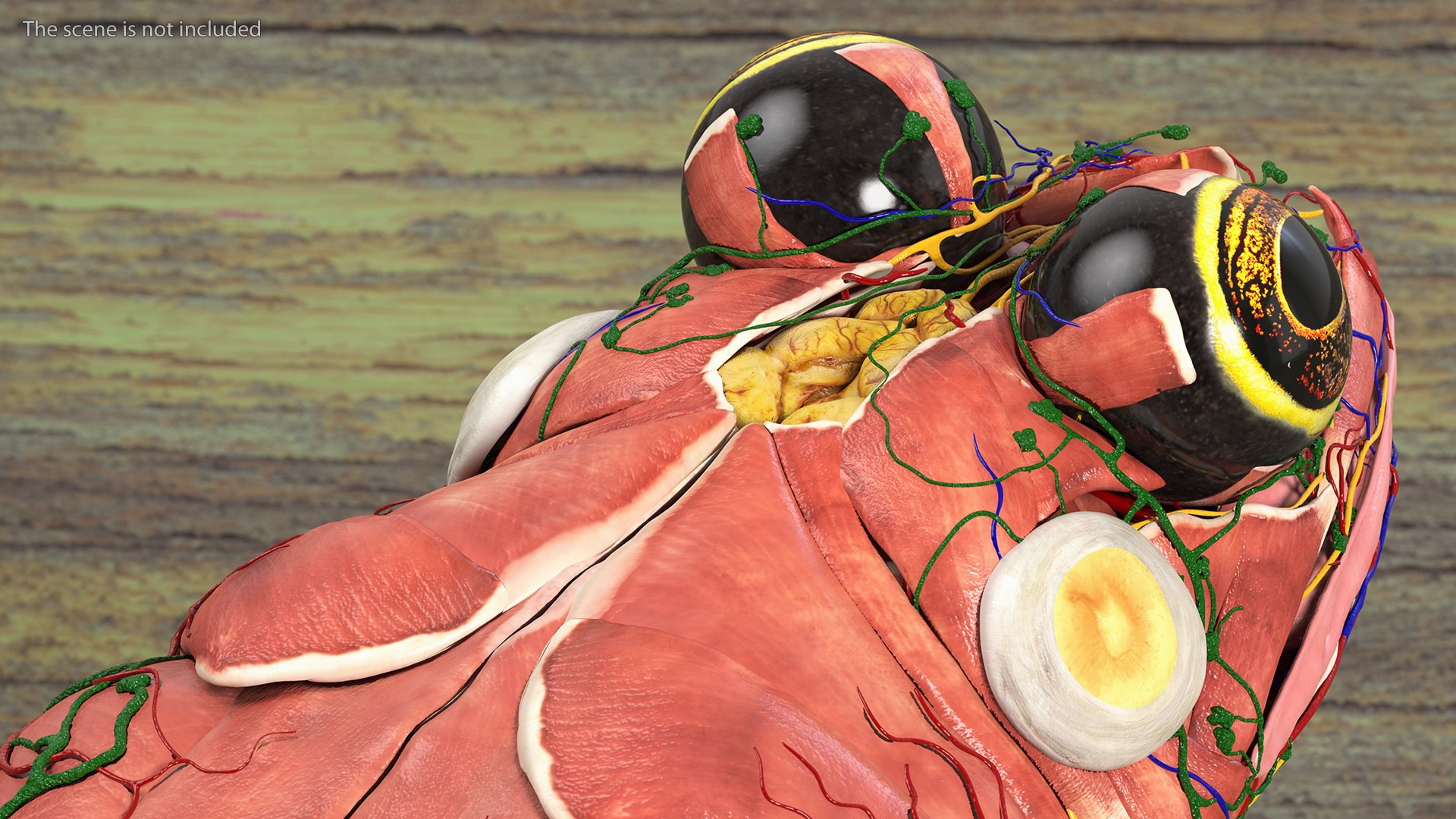 Frog Muscular System 3D model - TurboSquid 1836722