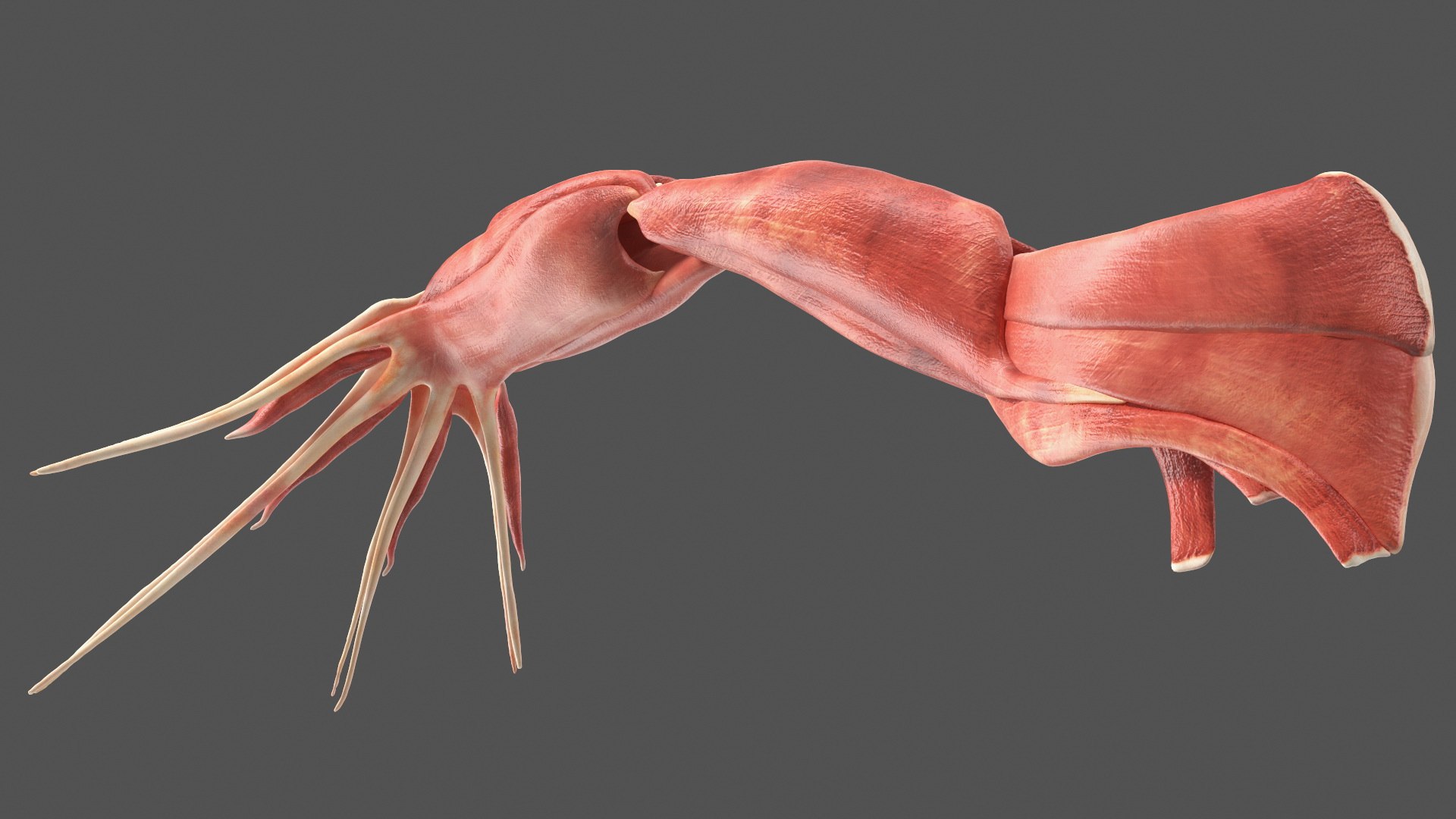 Frog Muscular System 3D Model - TurboSquid 1836722