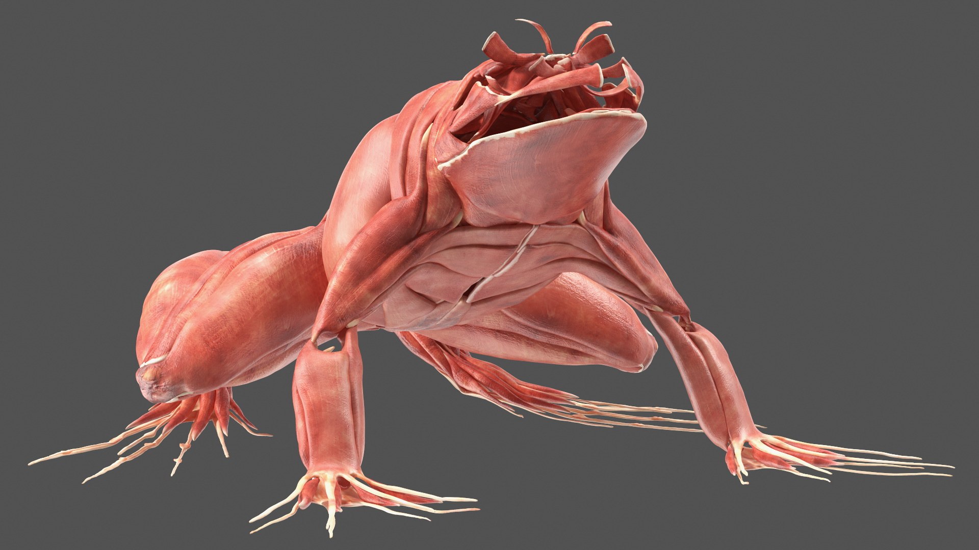 Frog Muscular System 3D model - TurboSquid 1836722