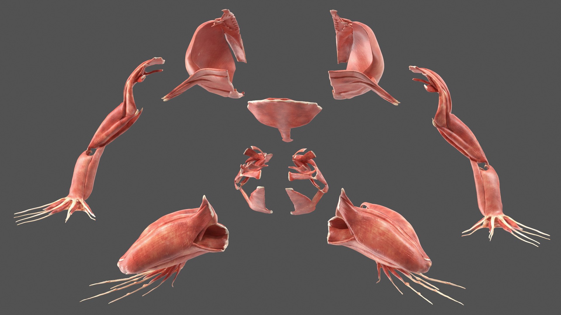 Frog Muscular System 3D model - TurboSquid 1836722