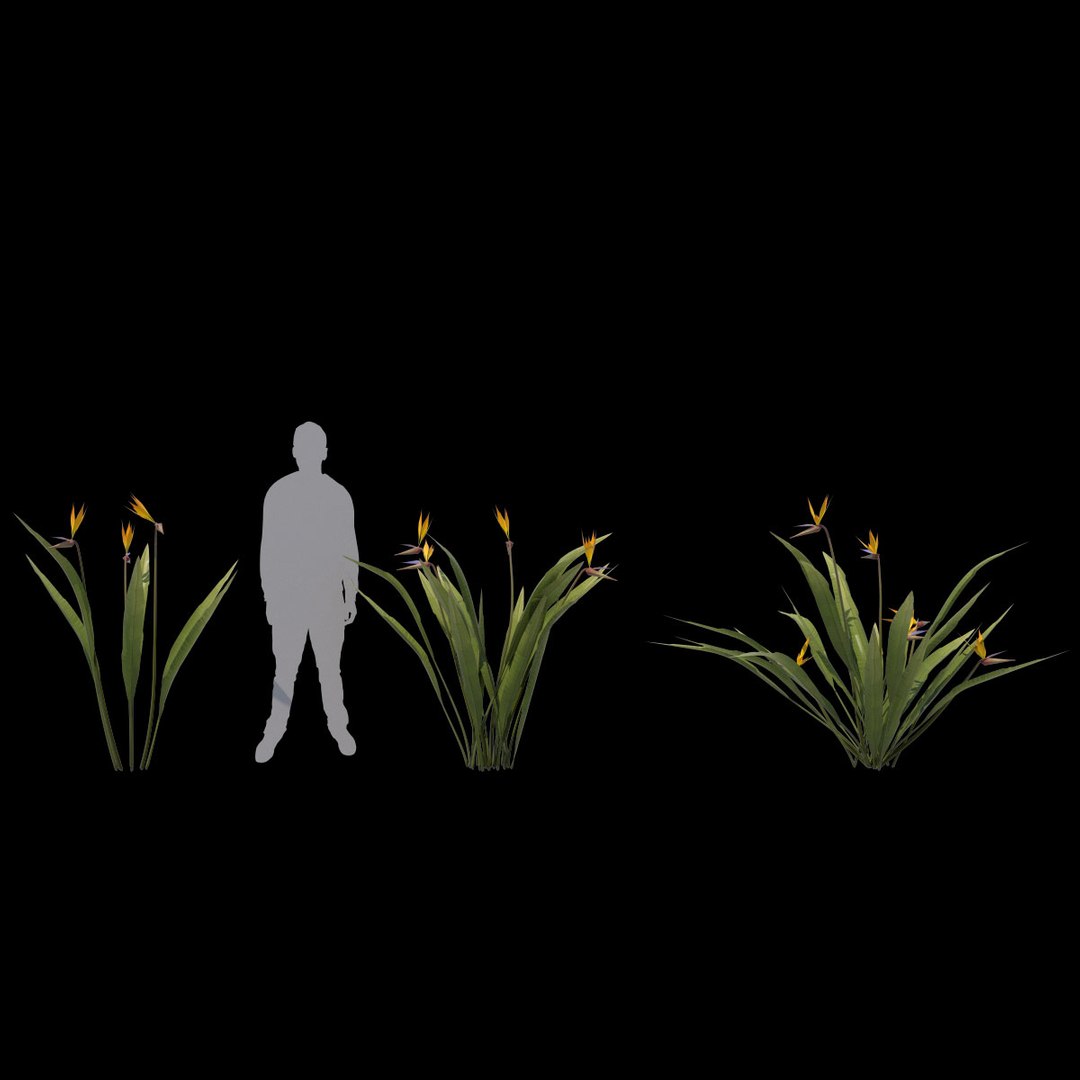 Bird Paradise Model - TurboSquid 1149536