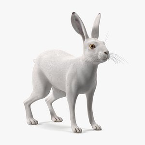 Download 3D Rabbit Maya Models - TurboSquid