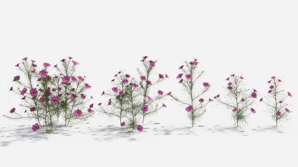Cosmos Flower 3D Models for Download | TurboSquid