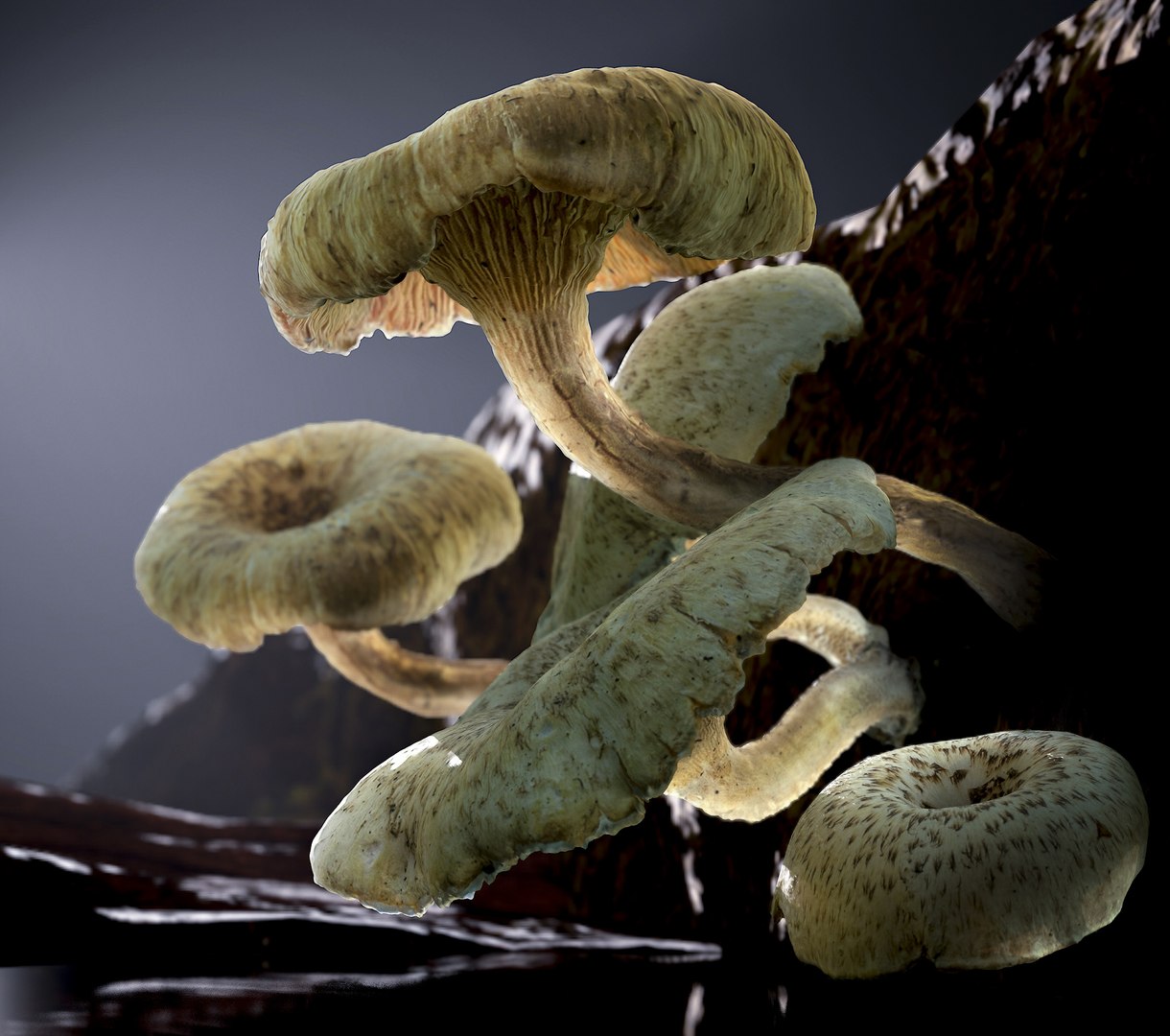 Tigrinus water fungi mushroom 3D - TurboSquid 1635039