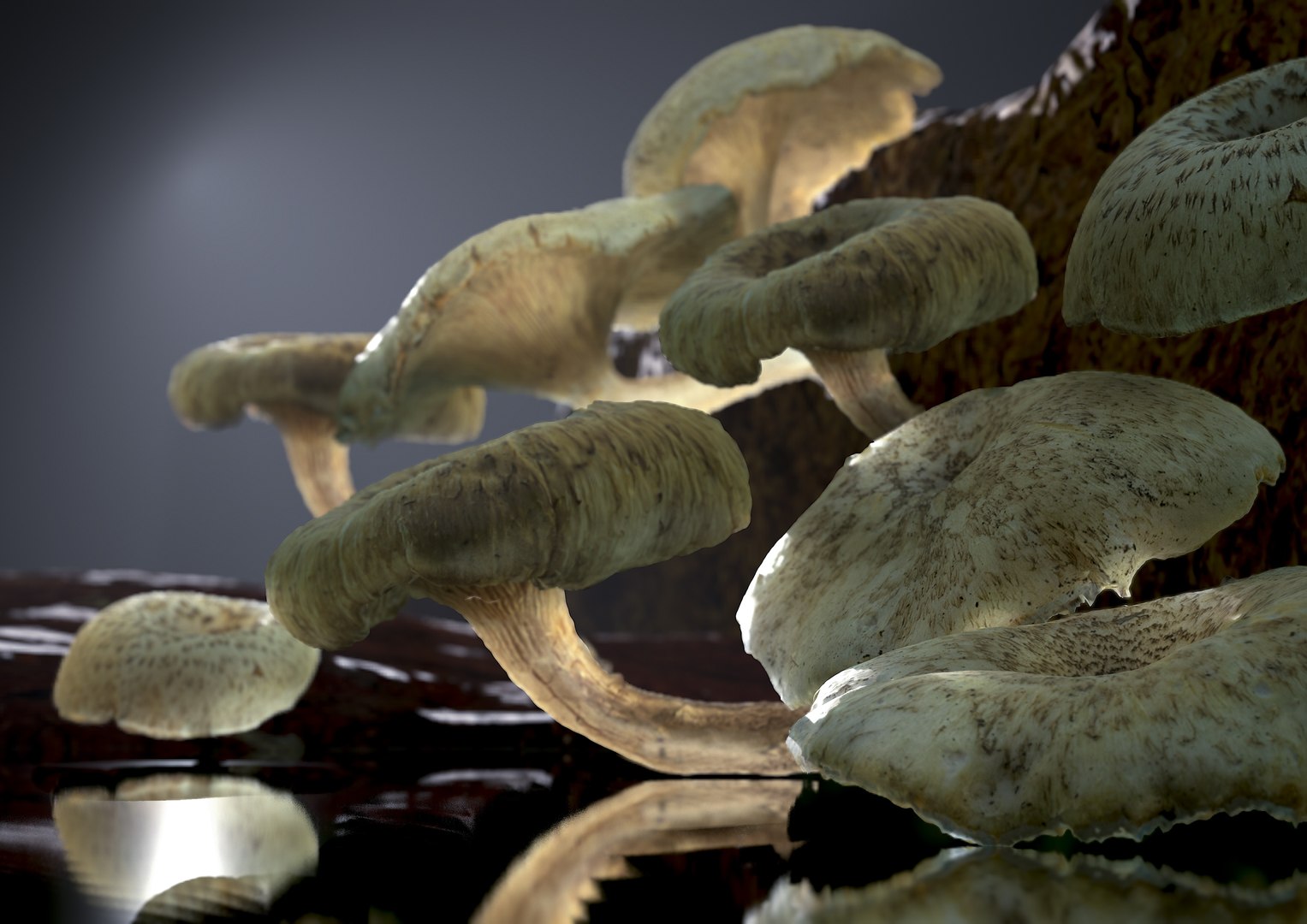 Tigrinus water fungi mushroom 3D - TurboSquid 1635039