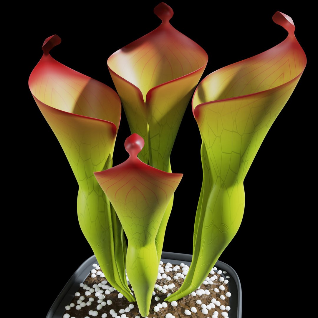 3D Plant Sun Pitcher - TurboSquid 1652724