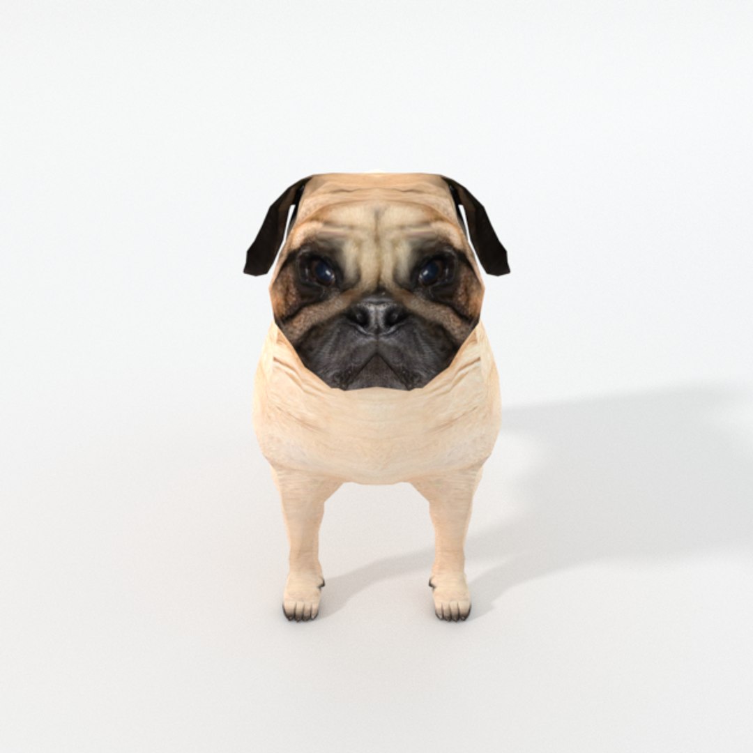 Pug 3D model - TurboSquid 1346804