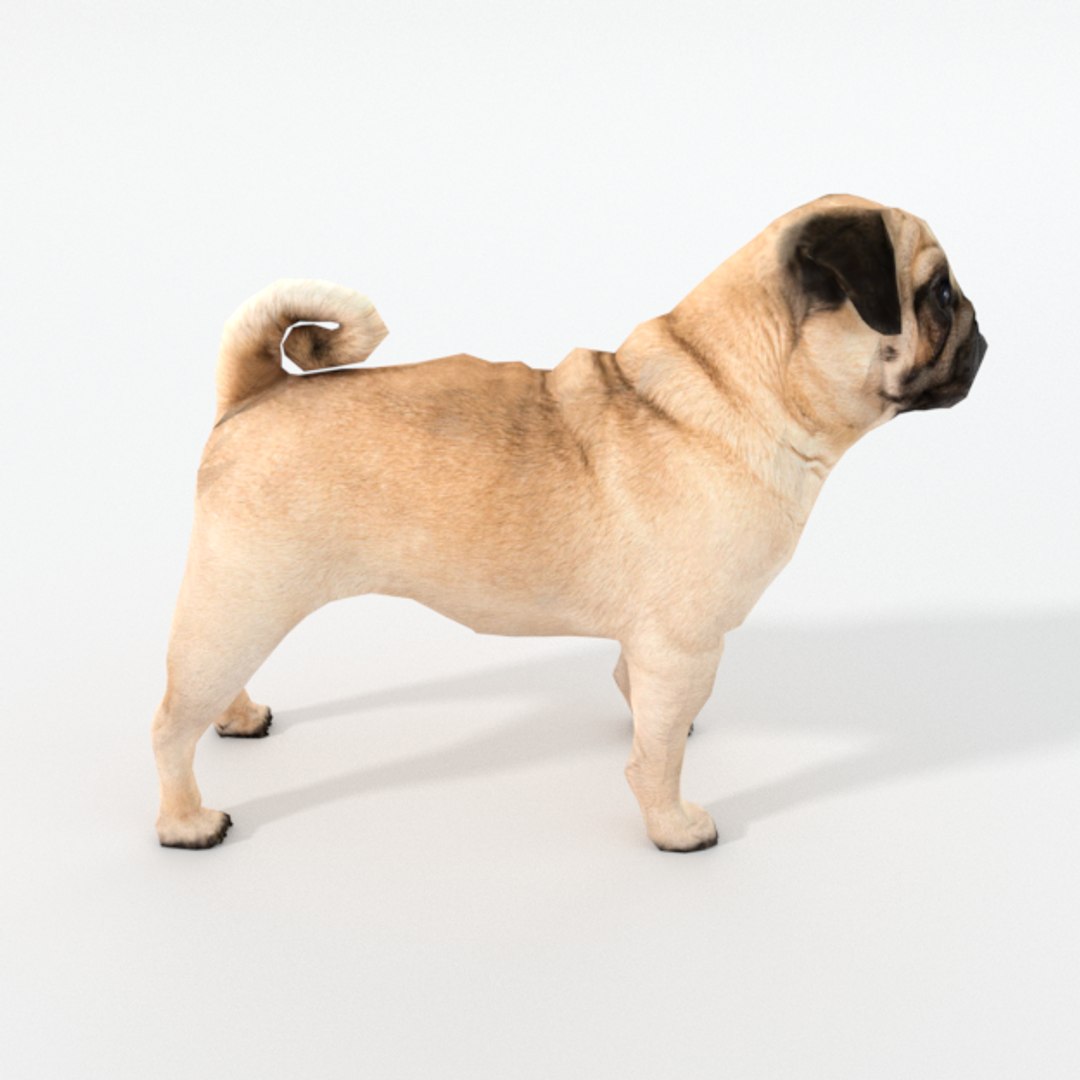 Pug 3D model - TurboSquid 1346804