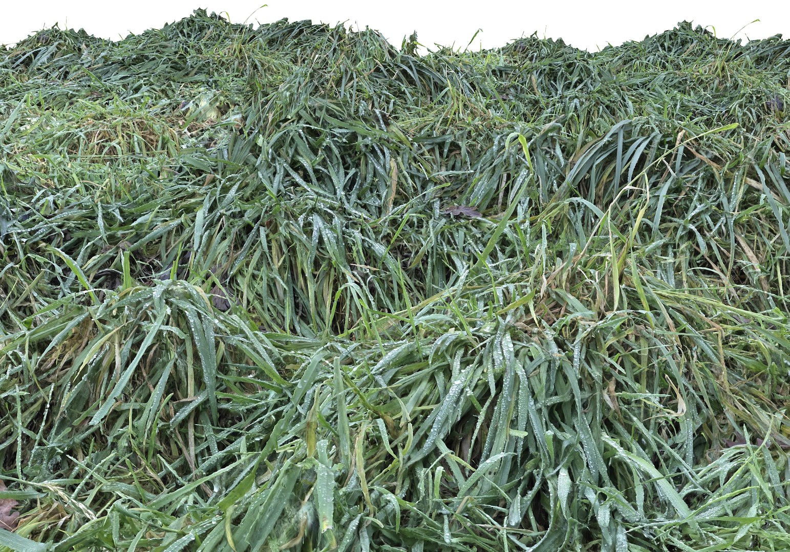 3D Real Grass Hd - TurboSquid 1665334