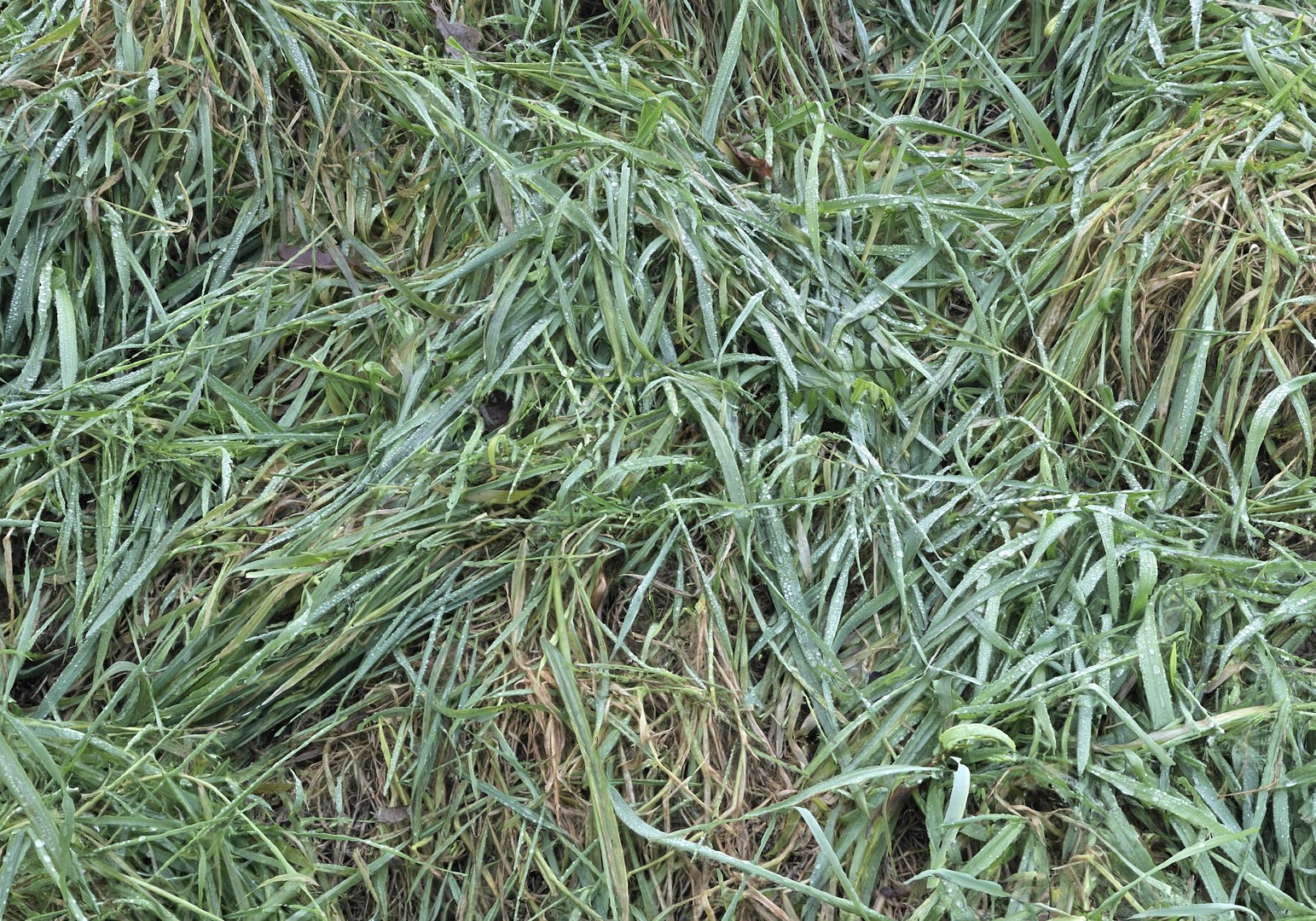 3D Real Grass Hd - TurboSquid 1665334