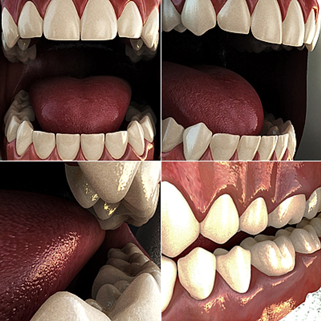 Anatomical Teeth Tongue Mouth Max