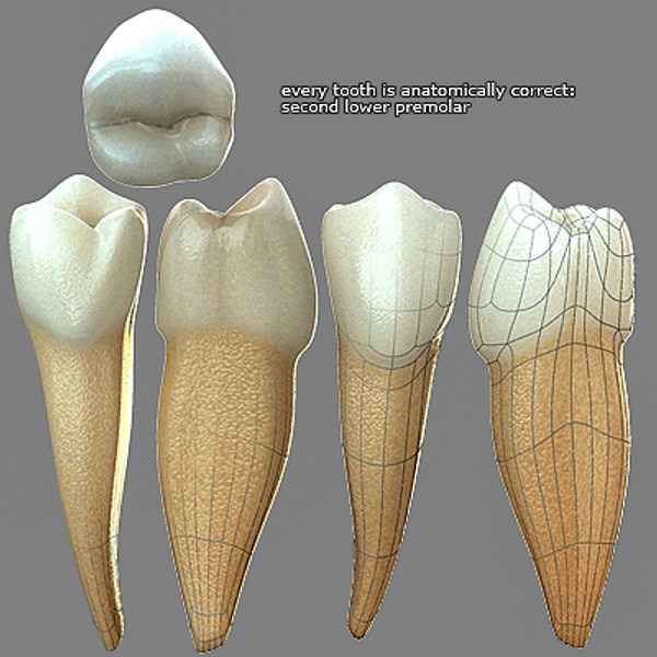 anatomical teeth tongue mouth max