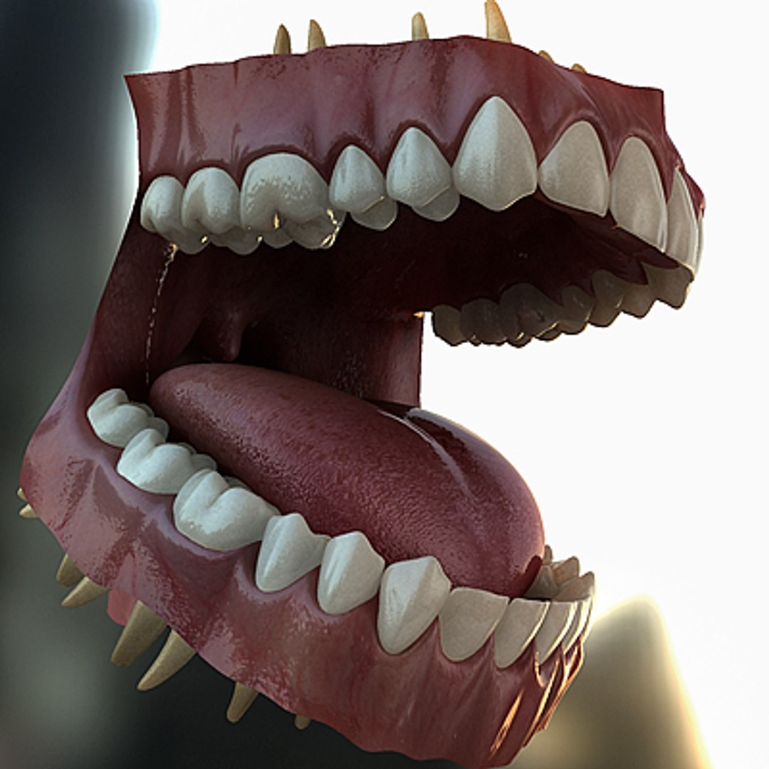 Anatomical Teeth Tongue Mouth Max