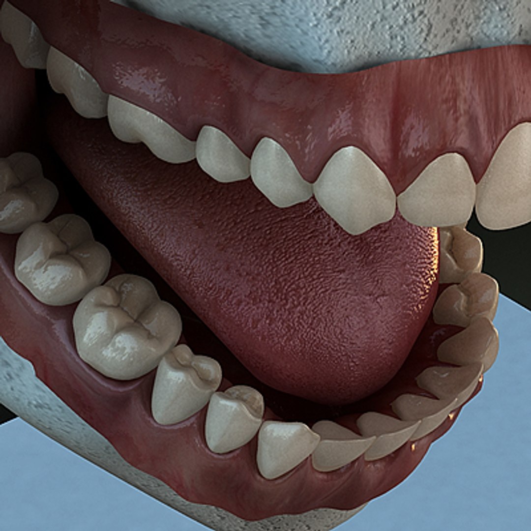Anatomical Teeth Tongue Mouth Max