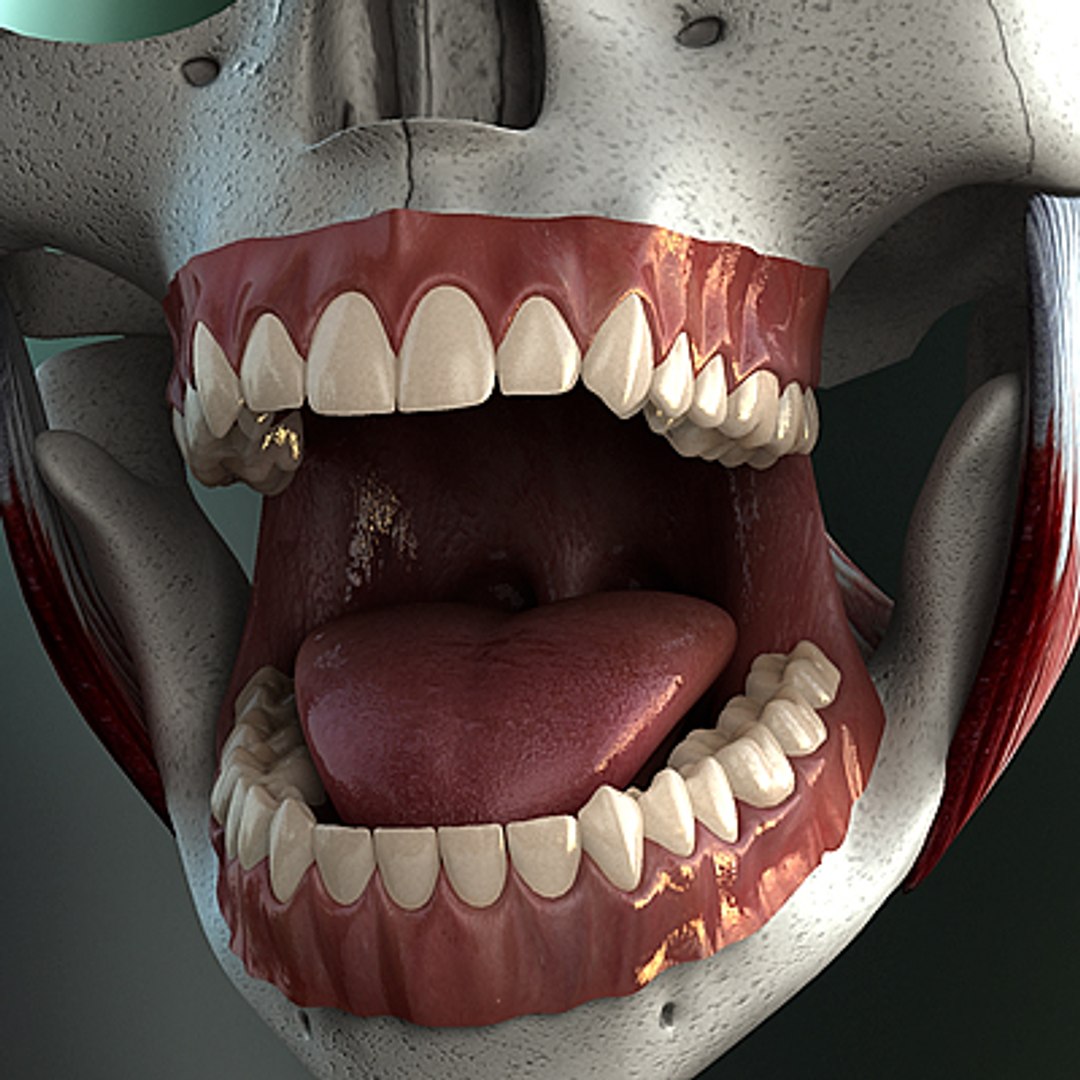 Anatomical Teeth Tongue Mouth Max