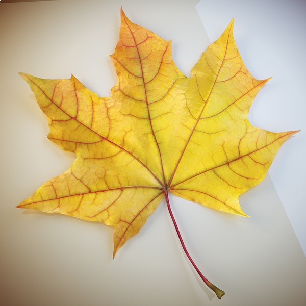 realistic autumn leaf max