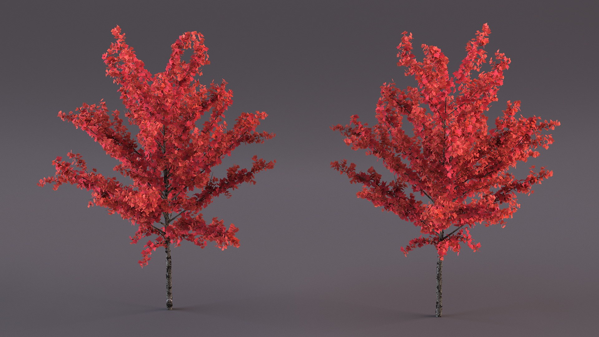 3D Autumn Young Maple Tree Model - TurboSquid 2202005