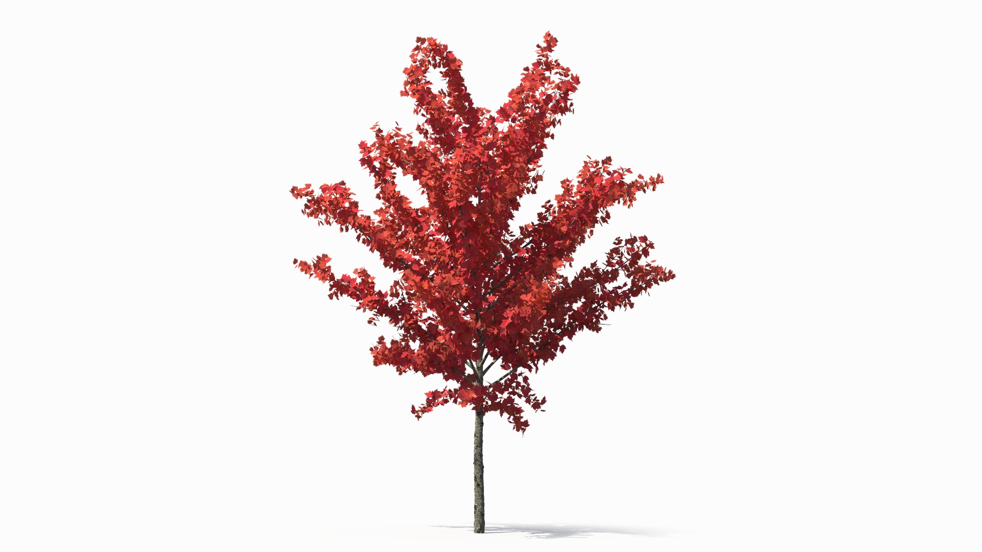 3D Autumn Young Maple Tree Model - TurboSquid 2202005