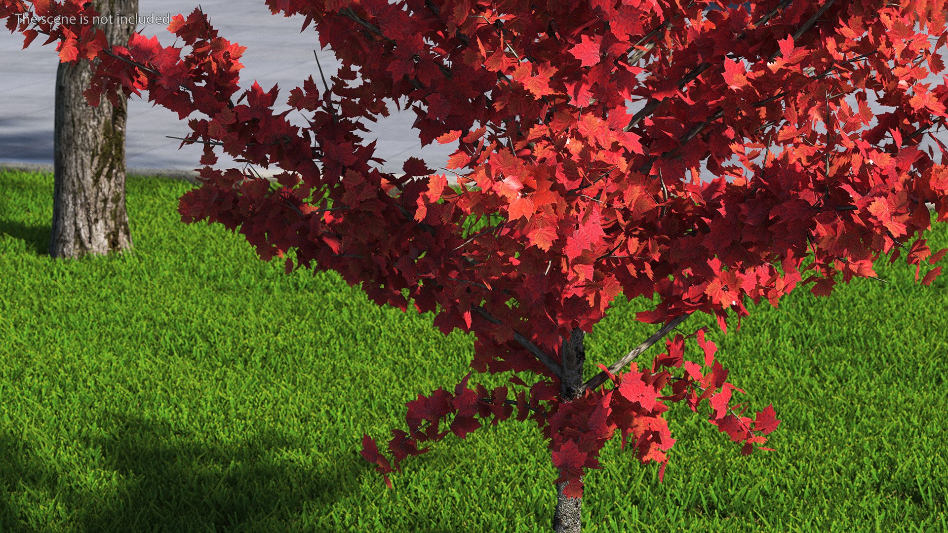 3D Autumn Young Maple Tree Model - TurboSquid 2202005