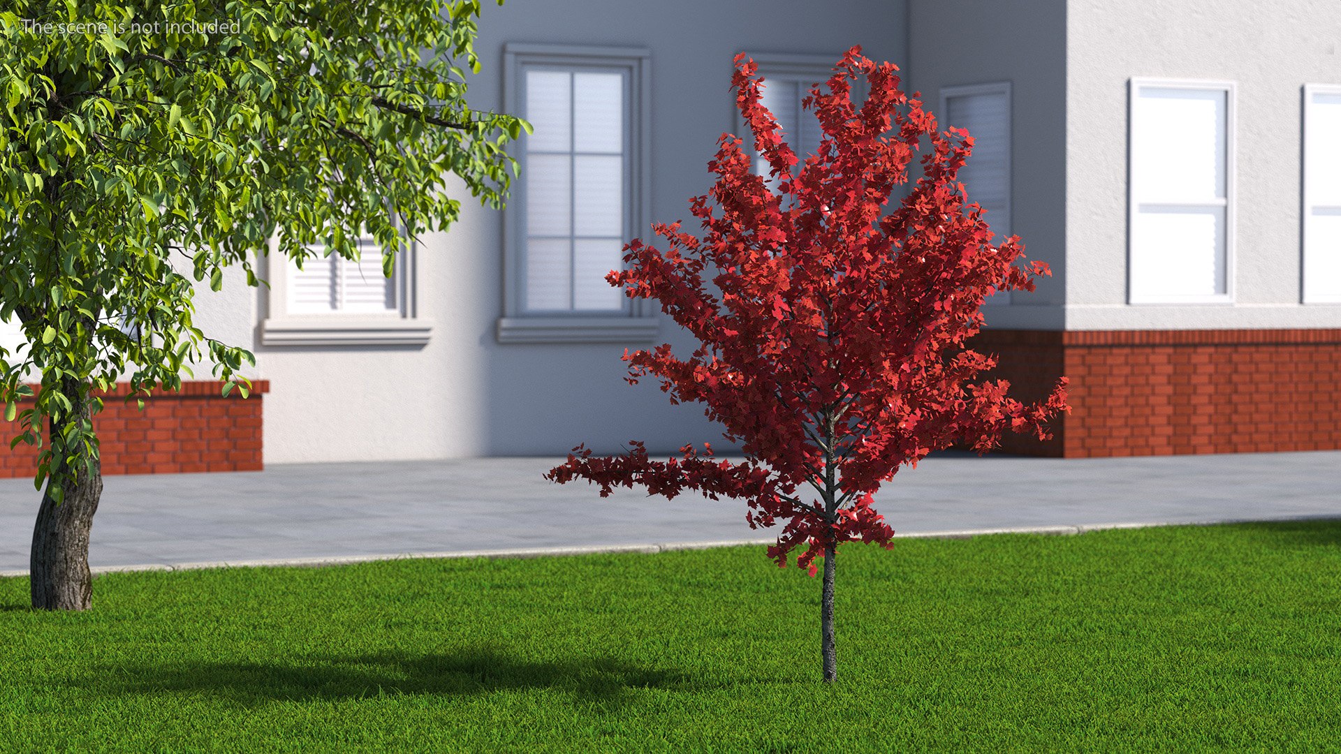 3D Autumn Young Maple Tree Model - TurboSquid 2202005