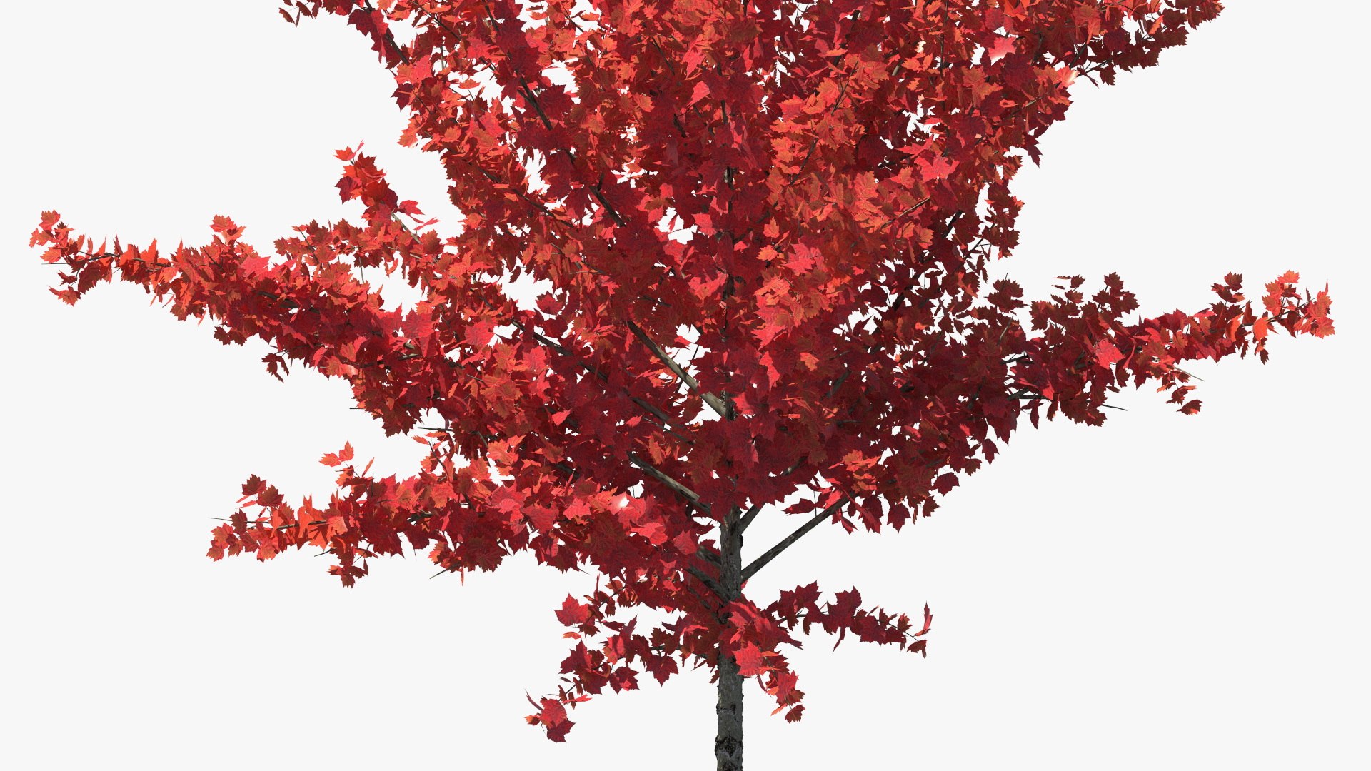 3D Autumn Young Maple Tree Model - TurboSquid 2202005