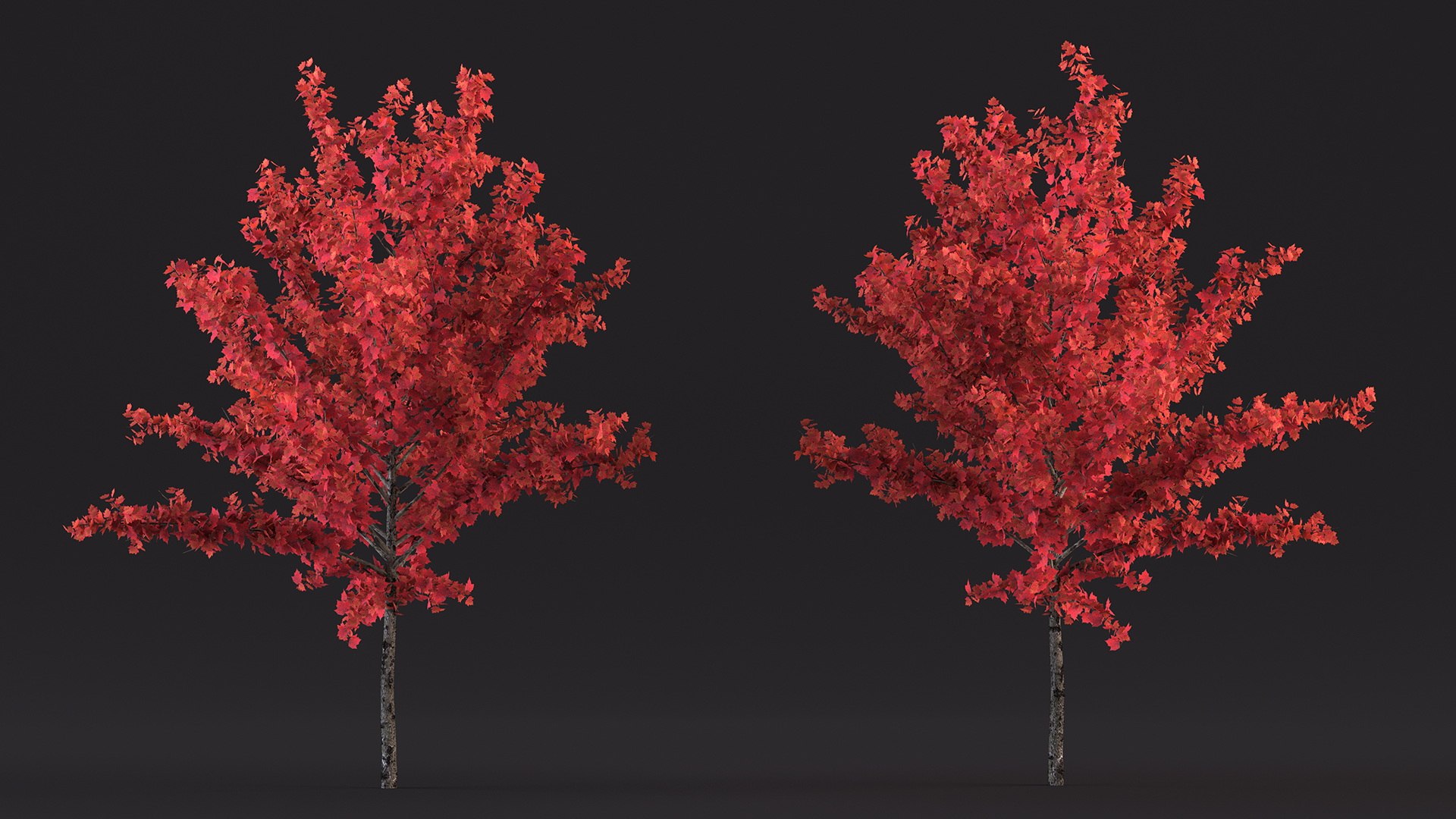3D Autumn Young Maple Tree Model - TurboSquid 2202005