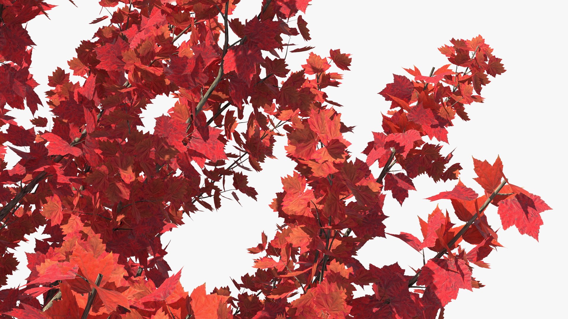 3D Autumn Young Maple Tree Model - TurboSquid 2202005