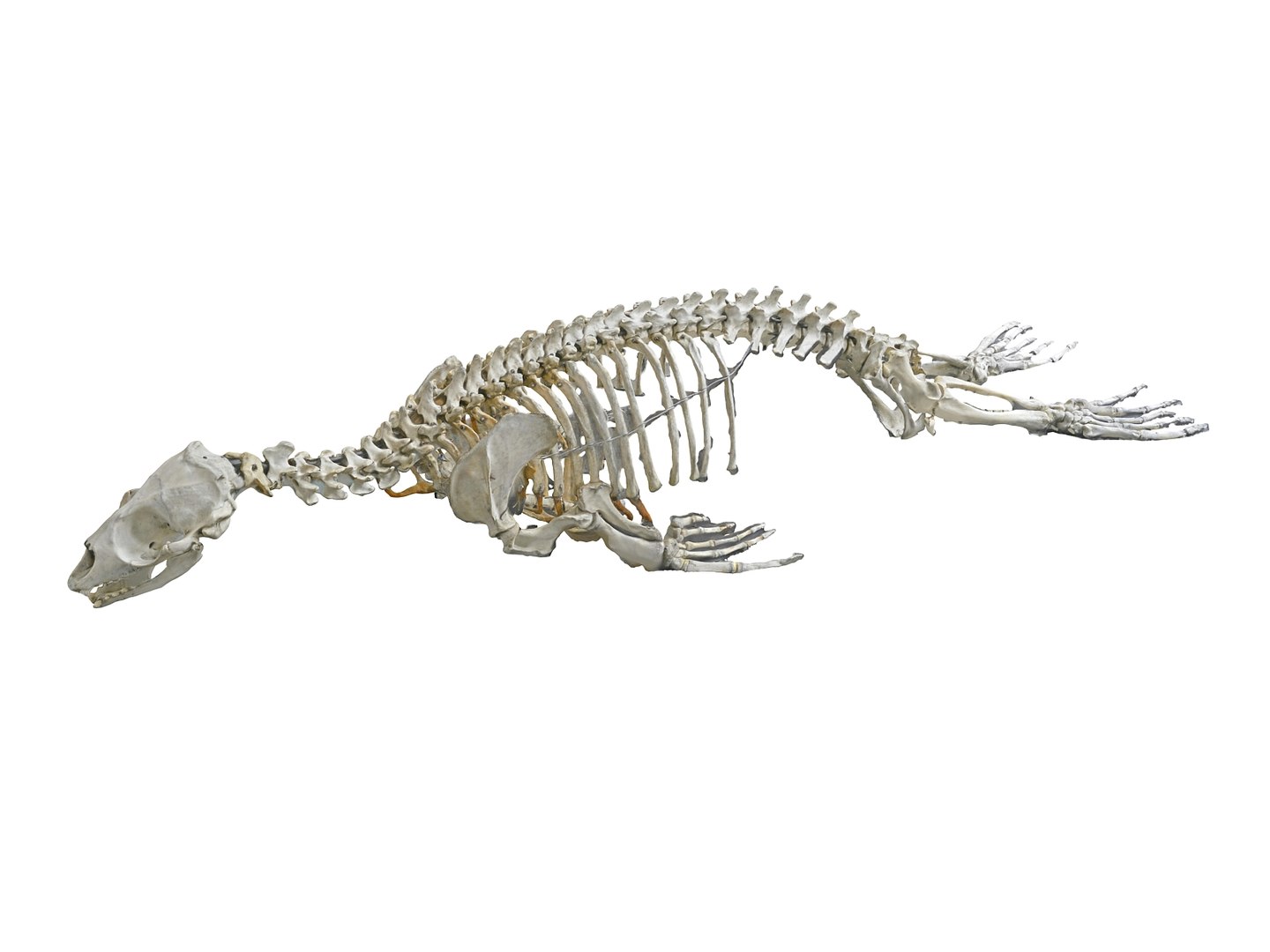 3D Seal Skeleton Hd - TurboSquid 1570970