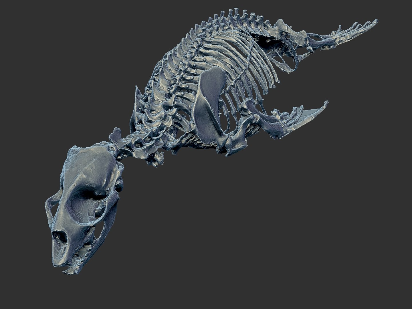 3D Seal Skeleton Hd - TurboSquid 1570970