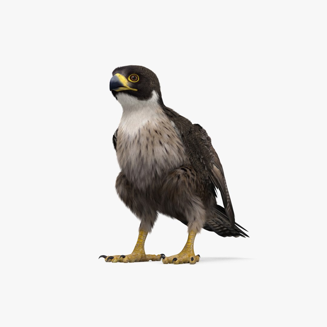 modelo 3d Halcón peregrino - TurboSquid 2146261
