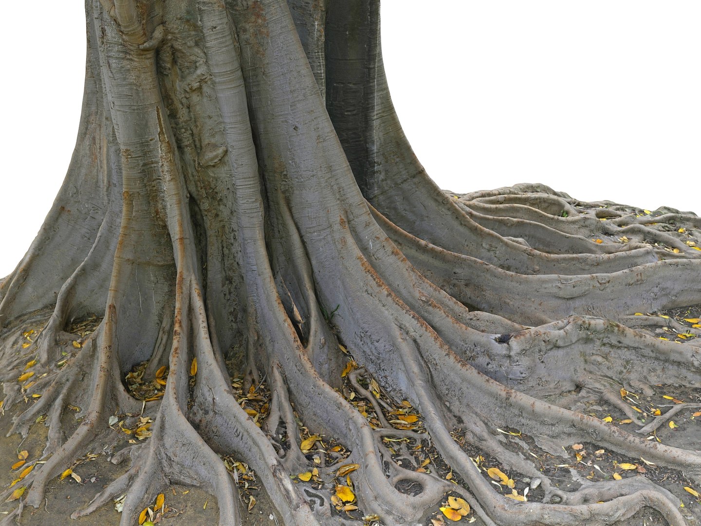 3D Giant Tree Jungle - TurboSquid 1408753