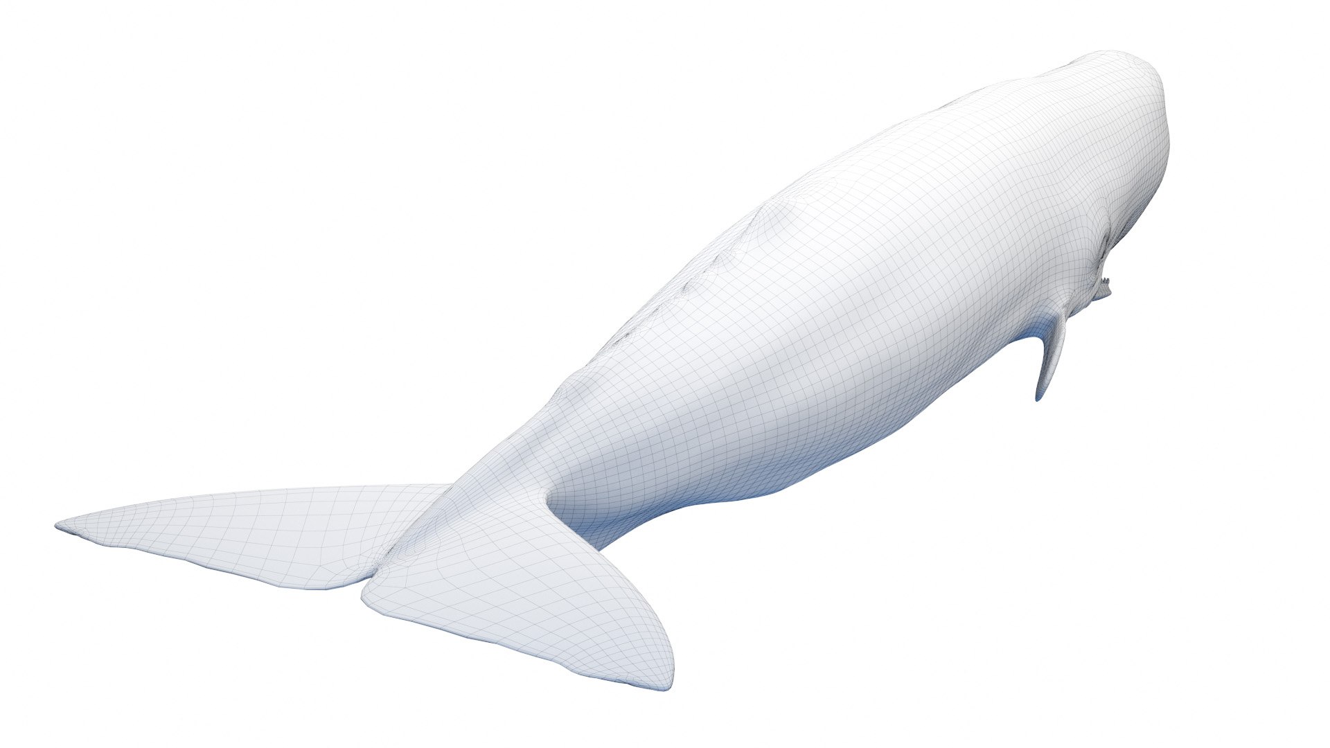 Sperm Whale 3D - TurboSquid 1971365