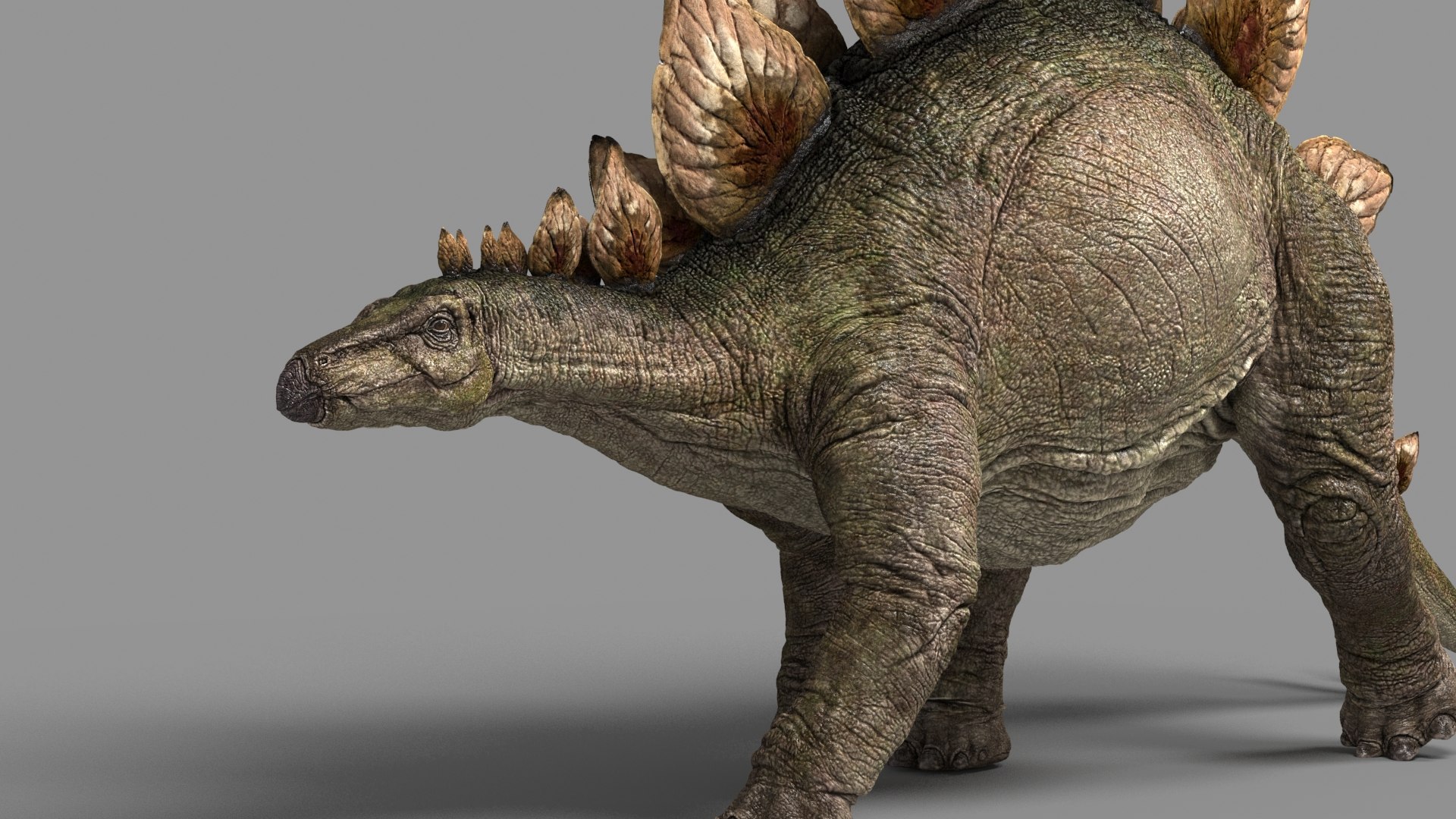 3D Model Stegosaurus Animation Rigging - TurboSquid 1305800
