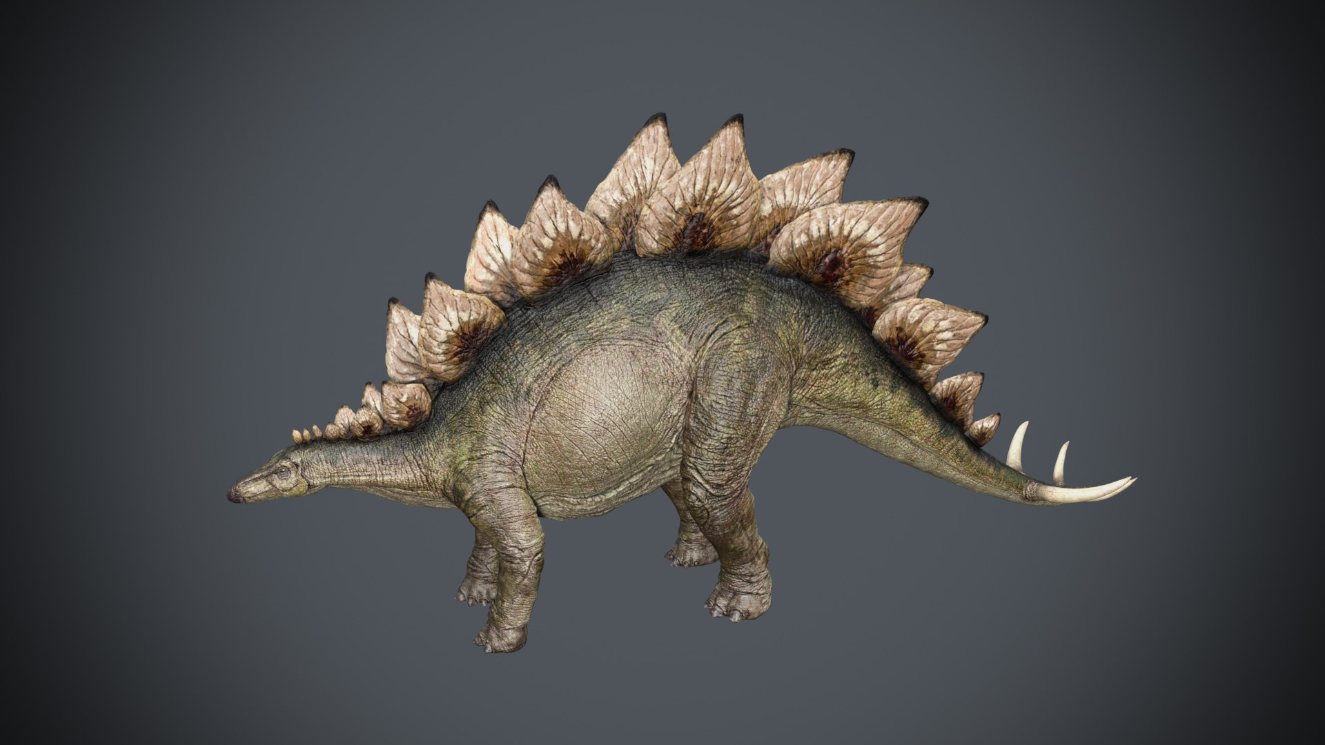 3D Model Stegosaurus Animation Rigging - TurboSquid 1305800
