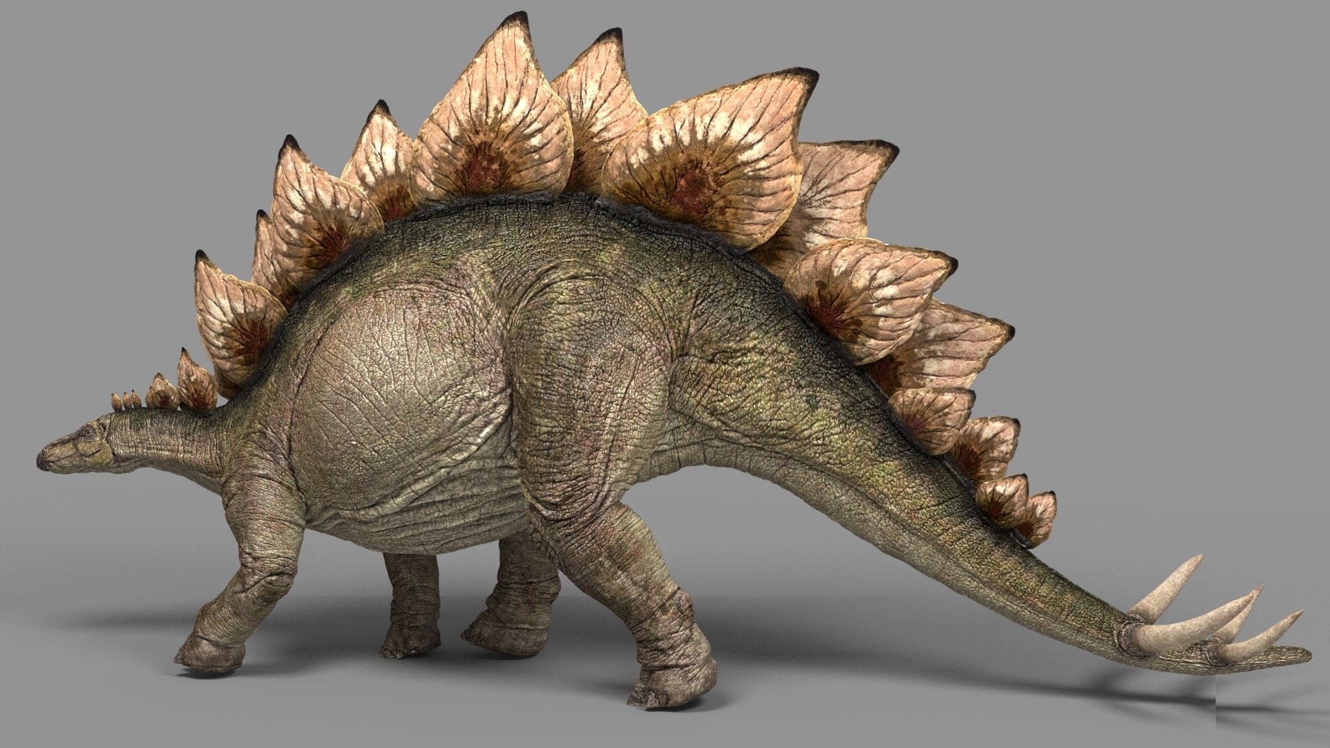 3D Model Stegosaurus Animation Rigging - TurboSquid 1305800