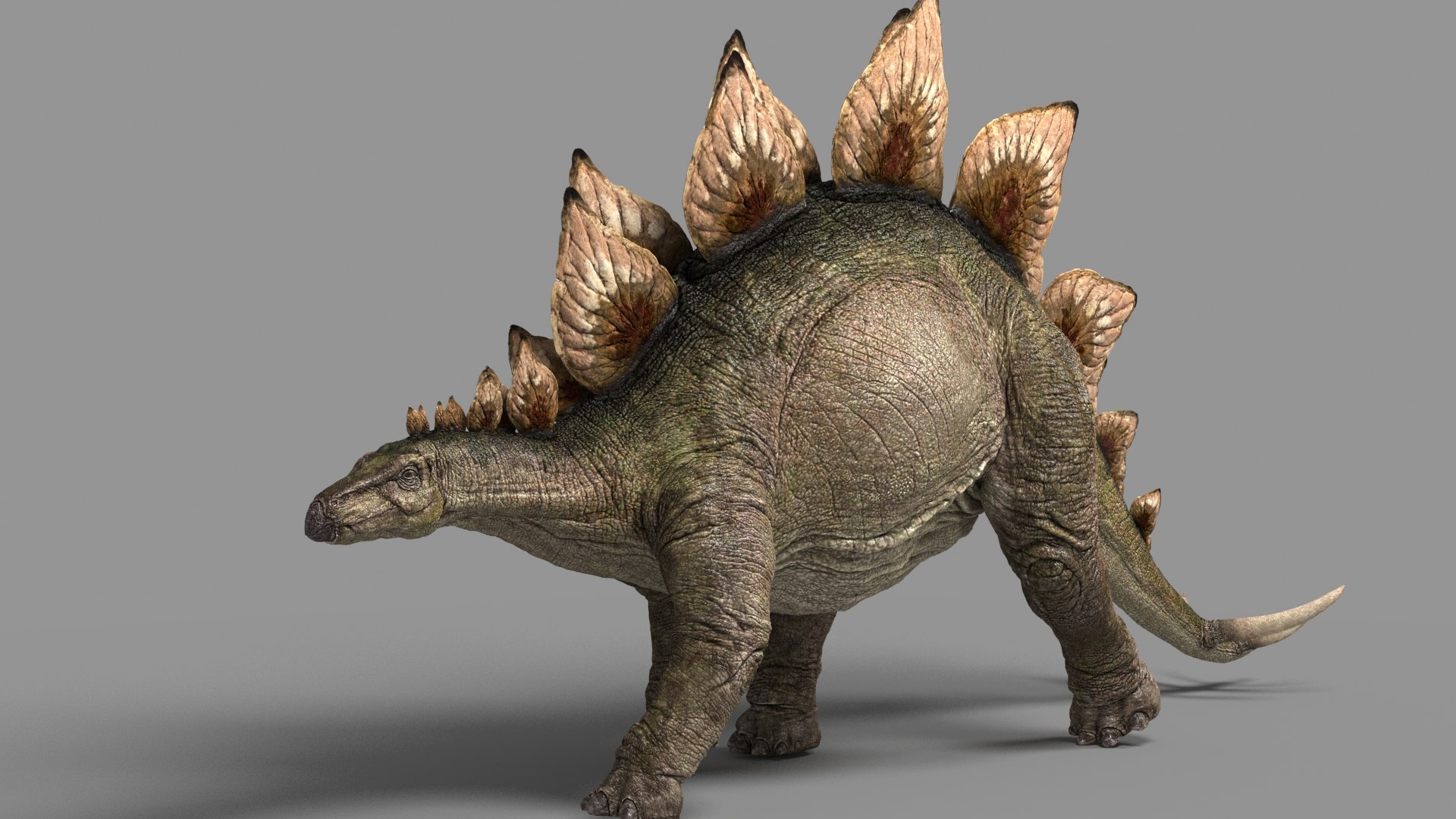 3D Model Stegosaurus Animation Rigging - TurboSquid 1305800
