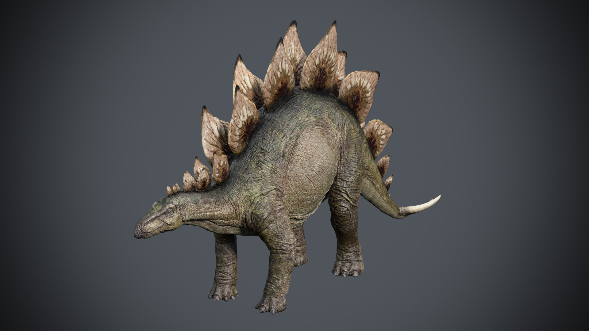 3D Model Stegosaurus Animation Rigging - TurboSquid 1305800