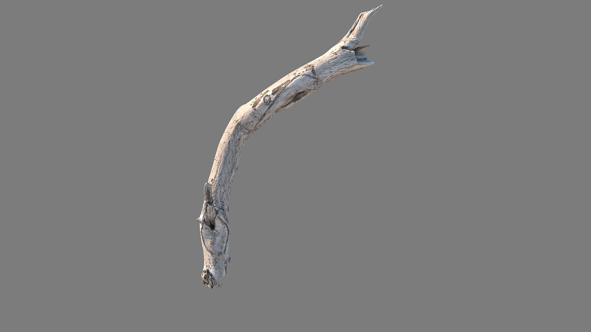 3D Model Twig Scanned 05 - TurboSquid 2088932