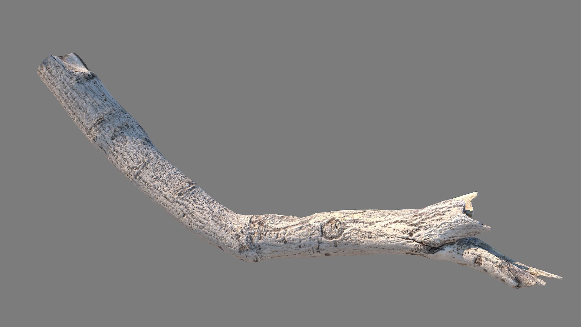 3D Model Twig Scanned 05 - TurboSquid 2088932