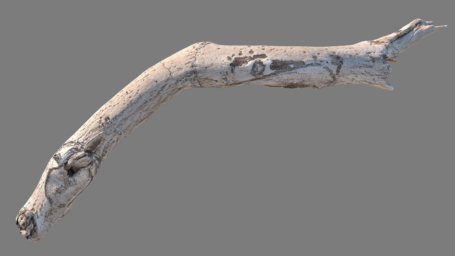 3D Model Twig Scanned 05 - TurboSquid 2088932
