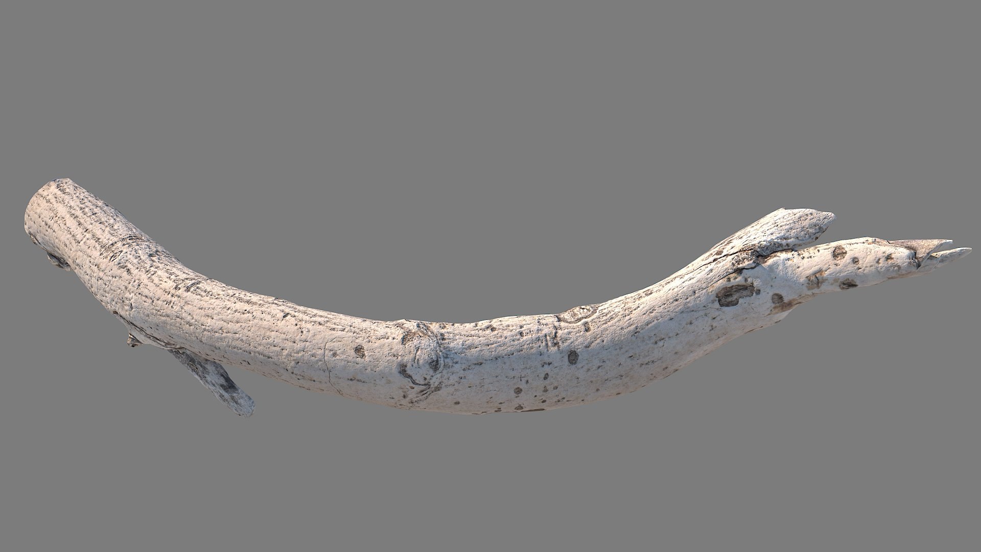 3D Model Twig Scanned 05 - TurboSquid 2088932